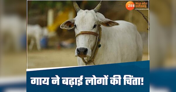 Pandhurna news Symptoms of rabies seen in cow fear prevails among ...