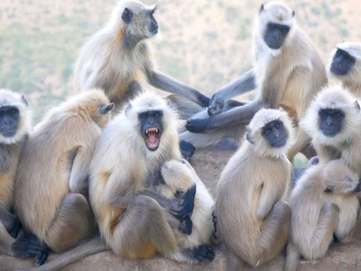 3168324-monkey.jpg?imwidth=1200&imheight=900