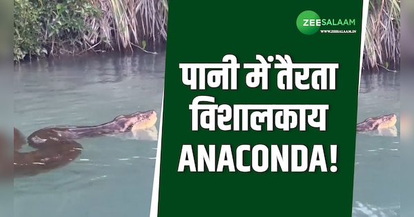 World largest snake Anaconda found in water video viral | Anaconda ...