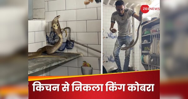 King Cobra Video: snake found in the kitchen at mumbai virar east rain ...