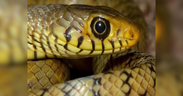 these 5 birds are biggest enemies of poisonous to poisonous snakes they ...