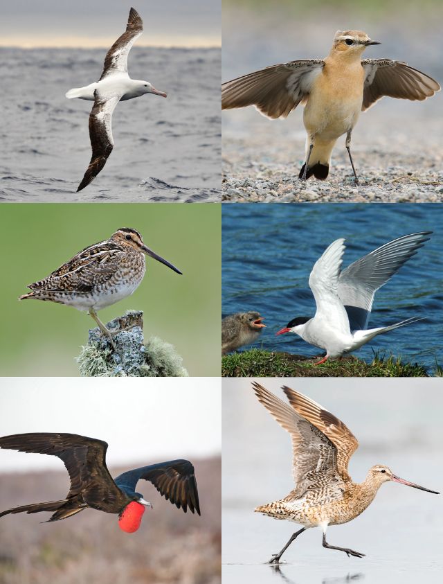 Birds that sleep while flying photos Migratory Birds | Birds: हवा में ...