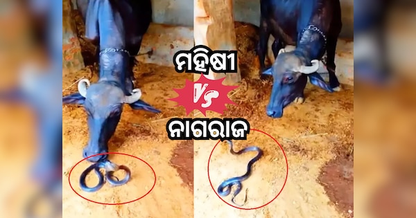 Snake buffalo viral video: ଫଣା ଟେକି ଚୋଟ ମାରିଲା ନାଗରାଜ, ମହିଷୀ କଲା ଏପରି ...