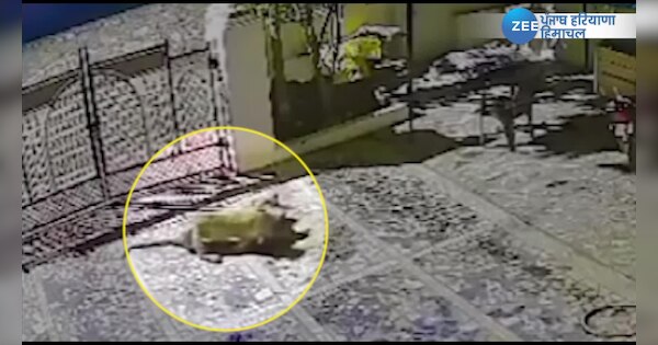 Leopard spotted in nearby villages of Patiala panic among people ...