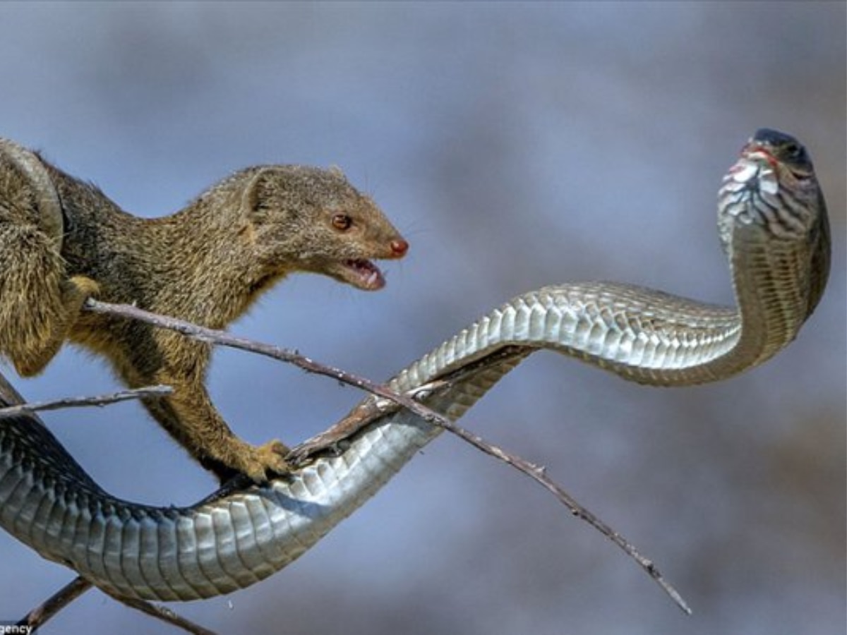 Snake predators 6 animal that eat king cobras | Wild Life: किंग कोबरा ...