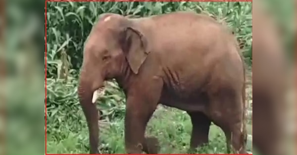 Elephant terror in Babhani Banka village under Ichak block of ...