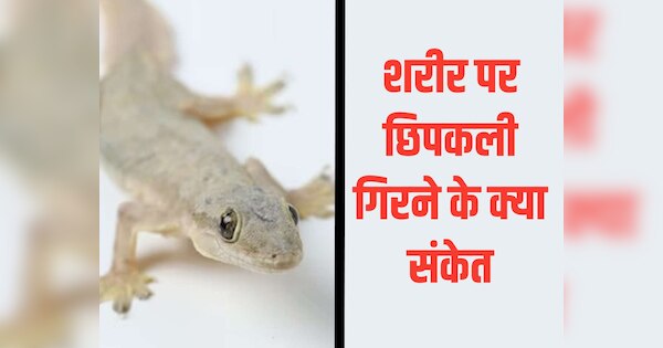 Astrology lizard falling on one head is considered very auspicious ...