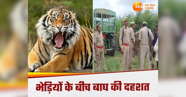 Lakhimpur man eating tiger killed farmer and elephants havoc in Bijnor amid wolf attack in ...