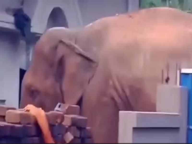 Wolf terror in Bahraich and Jharkhand elephant attack become deadly 100 people die every year ...