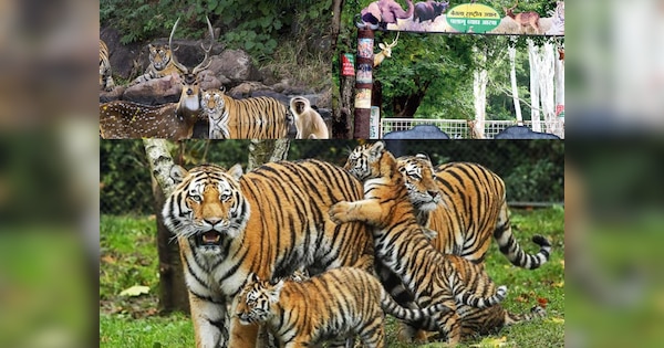 the only forest in Jharkhand where many types of animals and plants are ...