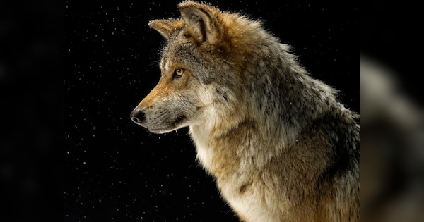 When do wolves go after humans know 6 surprising interesting facts ...