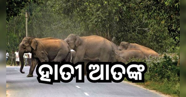 Elephant Terror in Keonjhar odisha watch this video