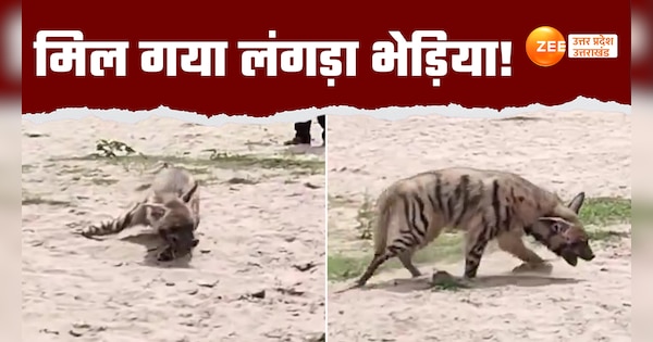 lame wolf got caught in mahewaghat yamuna area amid bahraich wolf ...