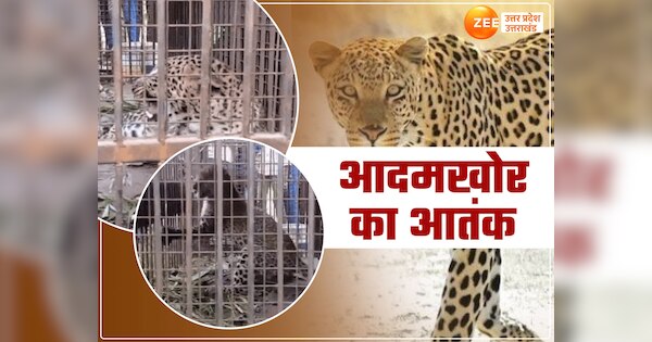 chicken loving guldar caught in nainital last night | Nainital video ...