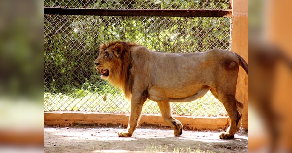 the country largest zoo is going to be built in Bihar Minister Dr. Prem Kumar announced this ...