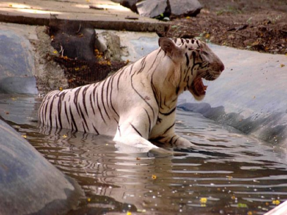 the country largest zoo is going to be built in Bihar Minister Dr. Prem ...