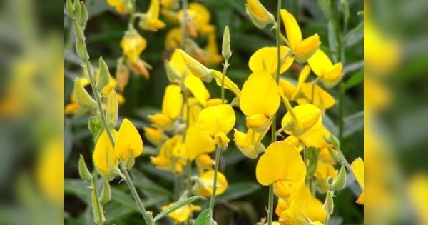 sanai plant and flower have many qualities used for eating making rope ...