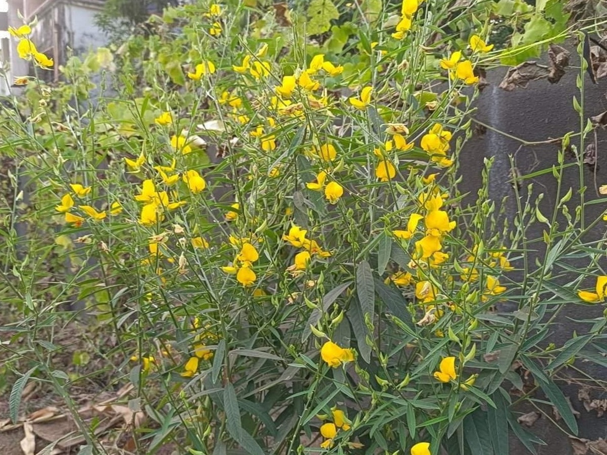 sanai plant and flower have many qualities used for eating making rope ...