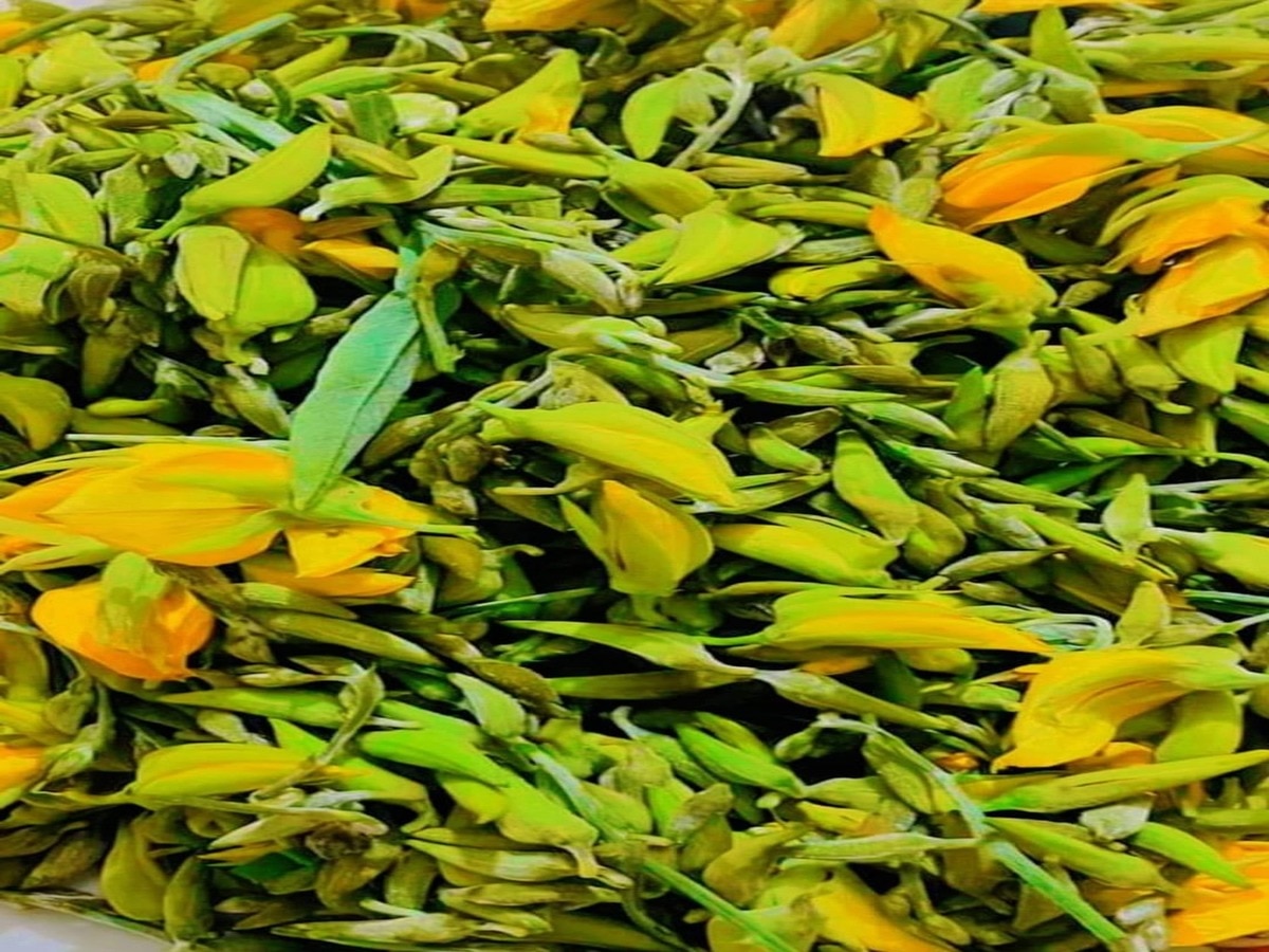 sanai plant and flower have many qualities used for eating making rope ...