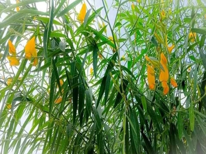 sanai plant and flower have many qualities used for eating making rope ...