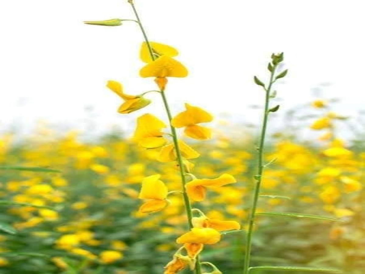 sanai plant and flower have many qualities used for eating making rope and increasing the ...