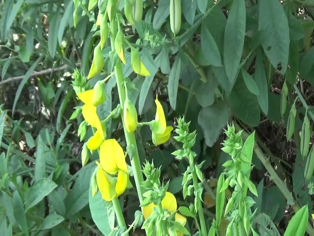 sanai plant and flower have many qualities used for eating making rope ...