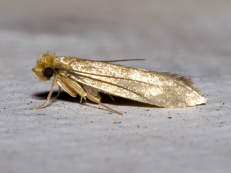 6 insects that love eating clothes insects make hole in new clothes ...