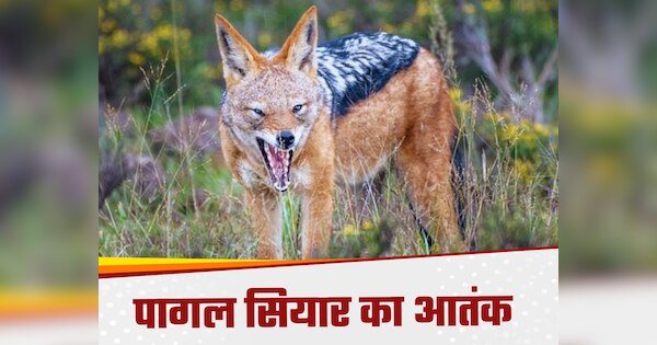 Mad jackal terror in Kushinagar attack on 6 people | Kushinagar News ...