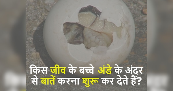Gk Quiz The babies of which organism start talking from inside the egg | Gk Quiz: आखिर किस जीव ...
