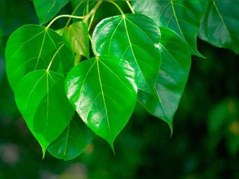 Peepal Tree growing in your house So be careful your money related ...