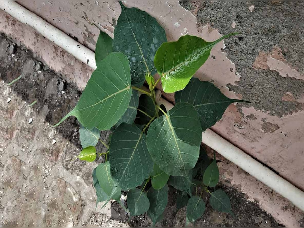Peepal Tree growing in your house So be careful your money related ...