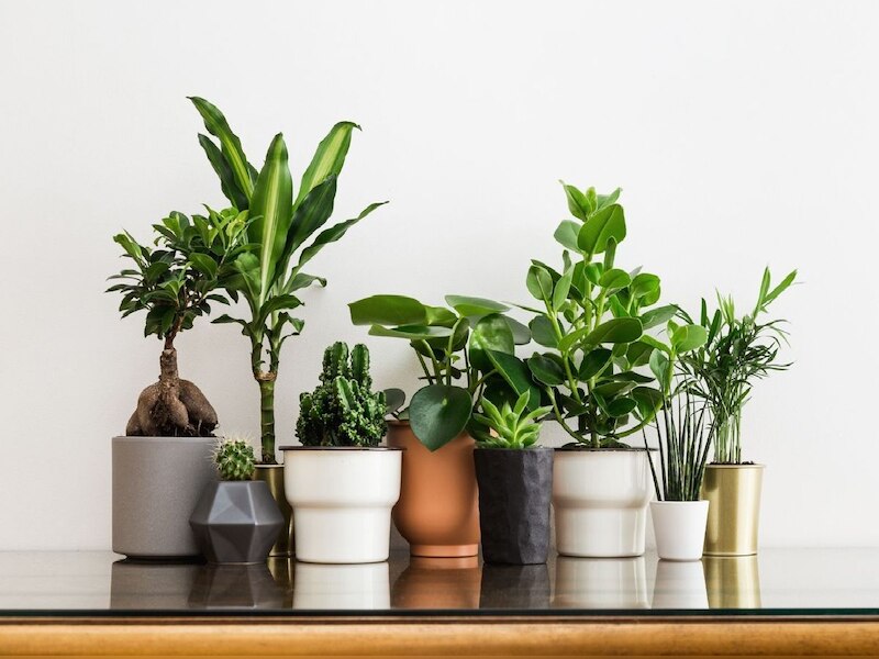 Peepal Tree growing in your house So be careful your money related ...