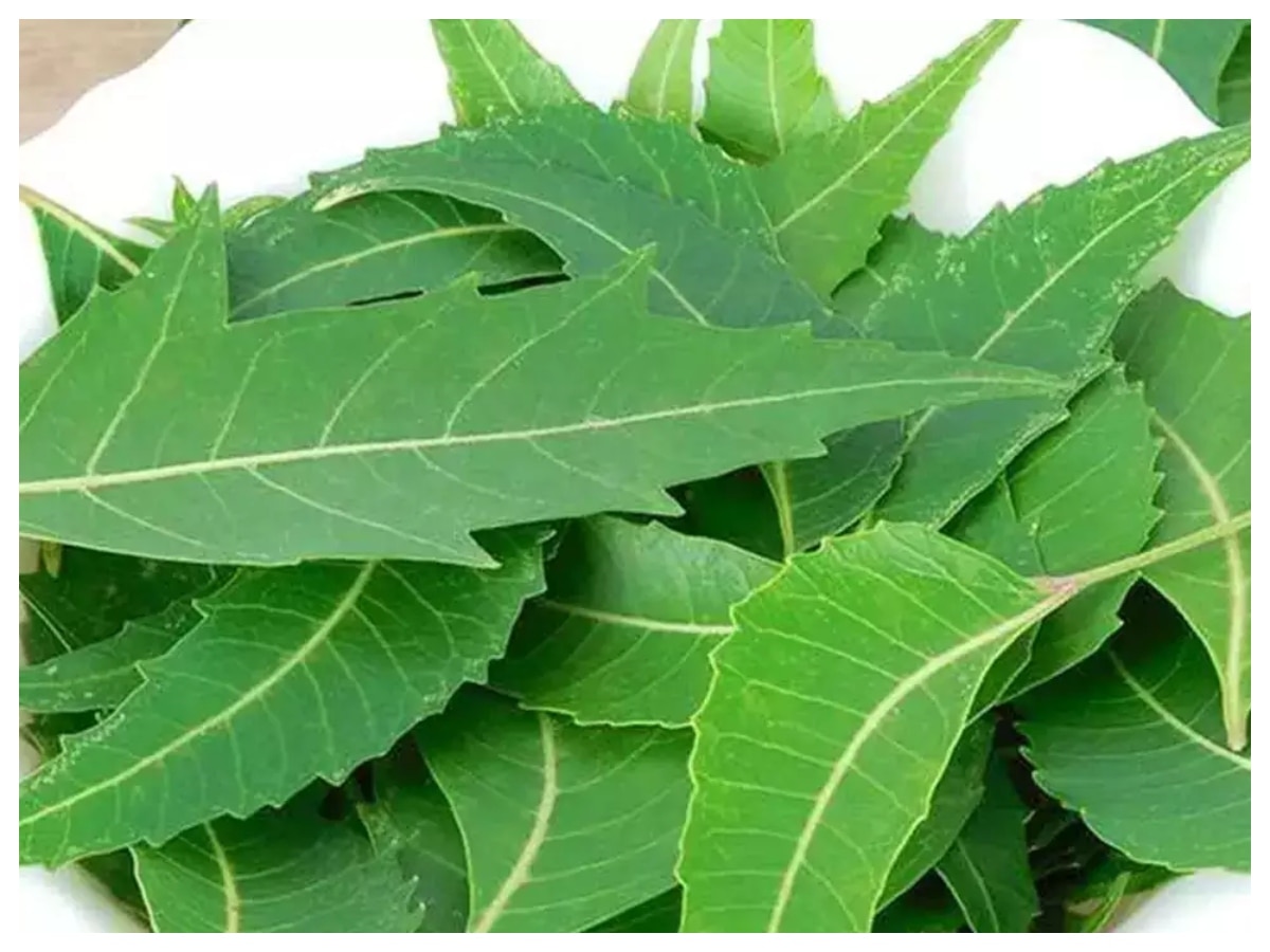 eating neem leaves empty stomach benefits khali pet neem ke patte khane ...