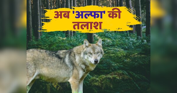 Man Eating Wolves in Bahraich Fifth wolf caught now searching for alpha ...