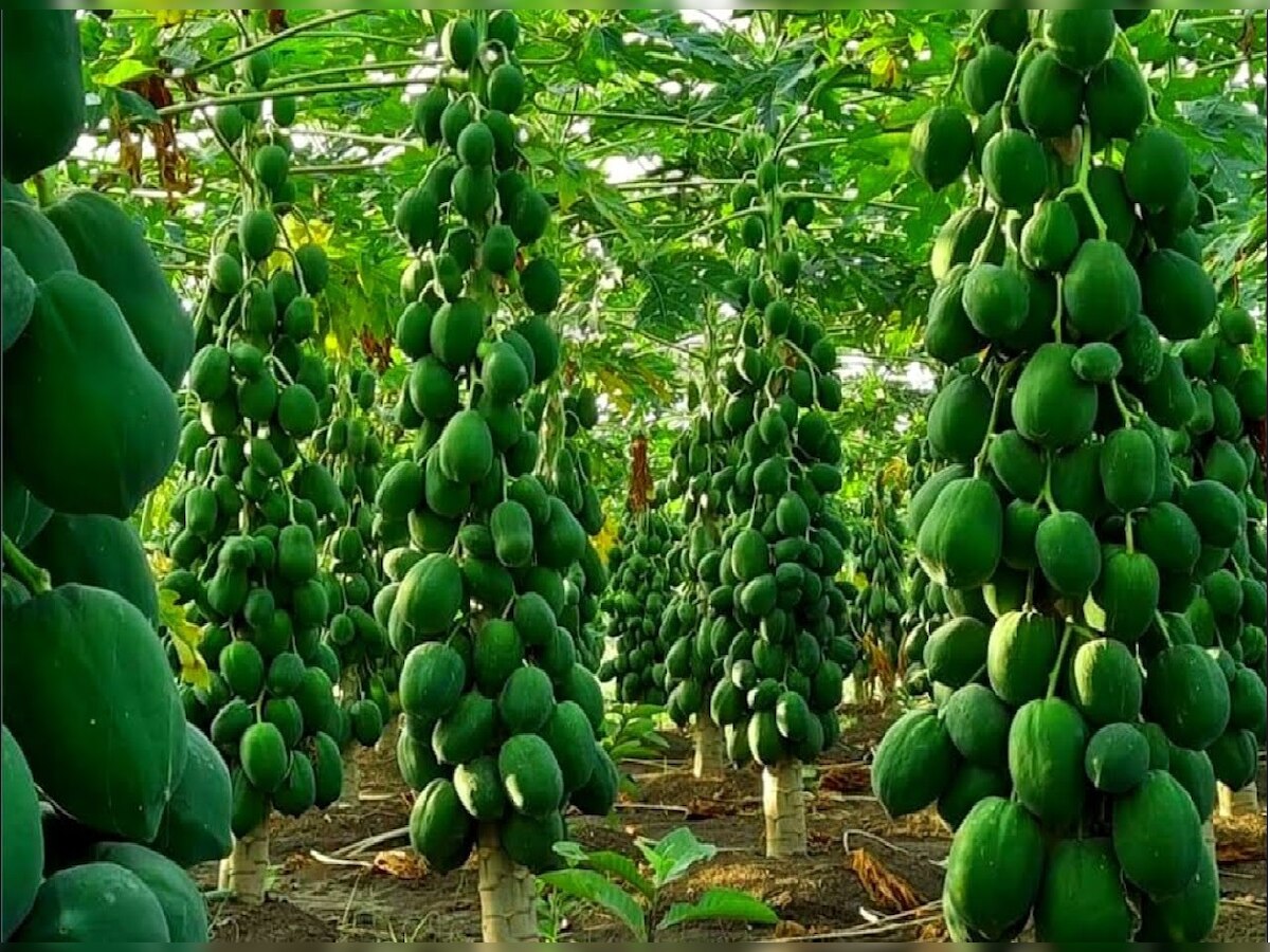 Good News If you do papaya farming government give you 45 thousand ...
