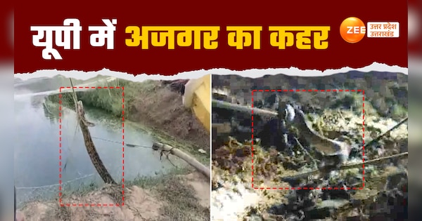 8 feet long python caught in mirzapur and hamirpur respectively watch ...