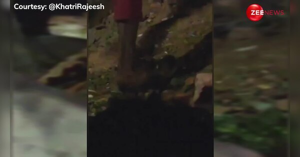 huge giant python seen in delhi chandra vihar video will give you goosebumps | राजधानी दिल्ली ...