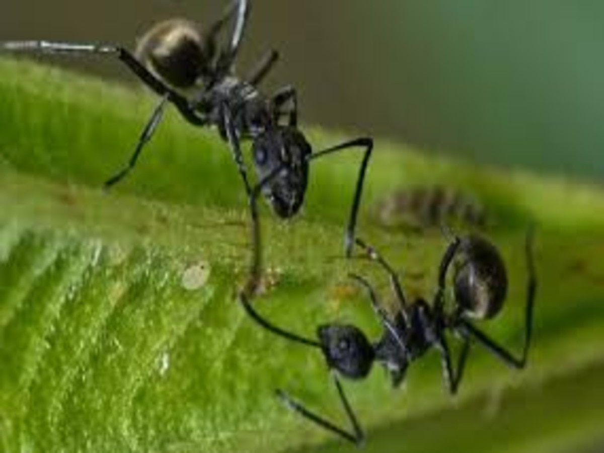 know black and red ants in the house is auspicious or inauspicious ...