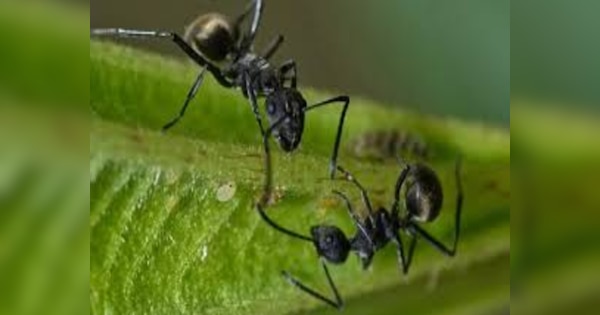 know black and red ants in the house is auspicious or inauspicious ...