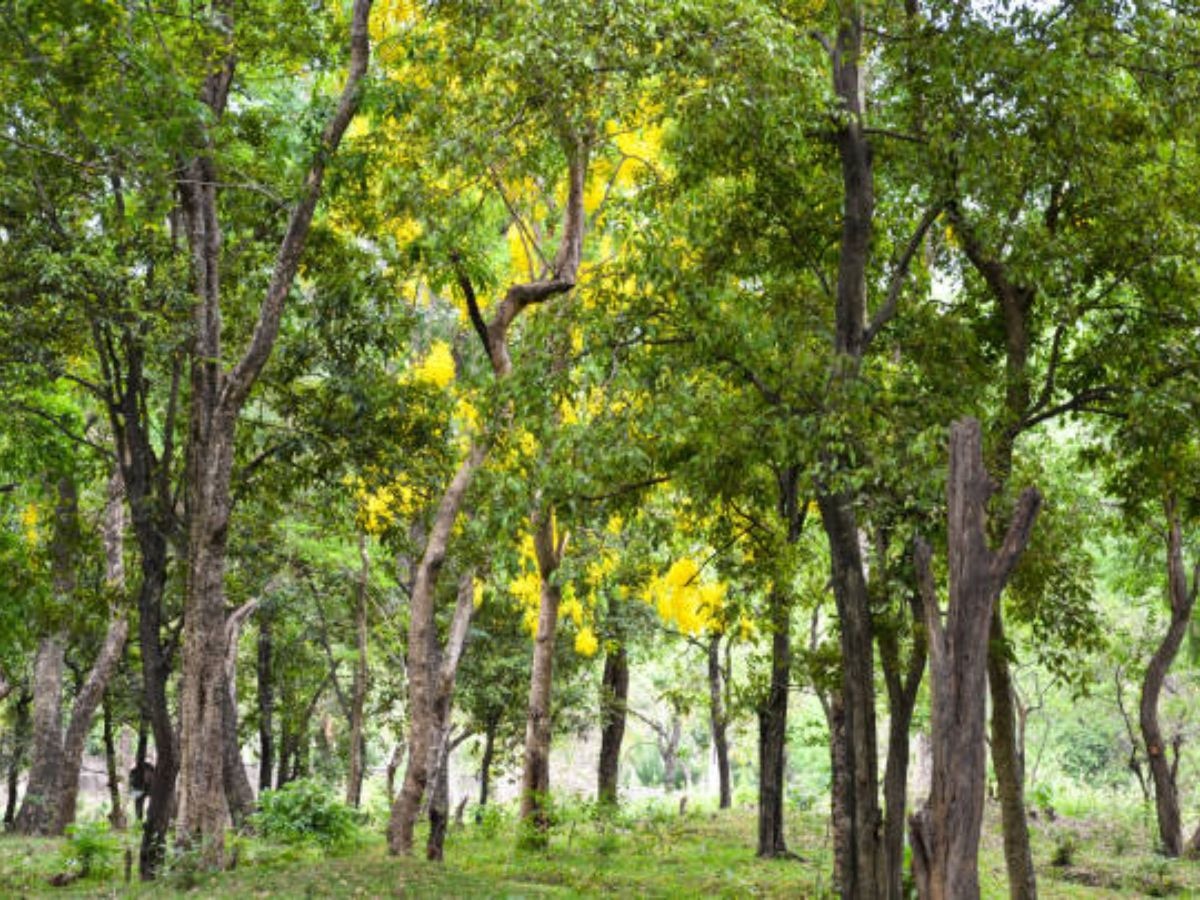 Wild life | Snakes And Sandalwood Trees | why Snakes live on sandalwood ...
