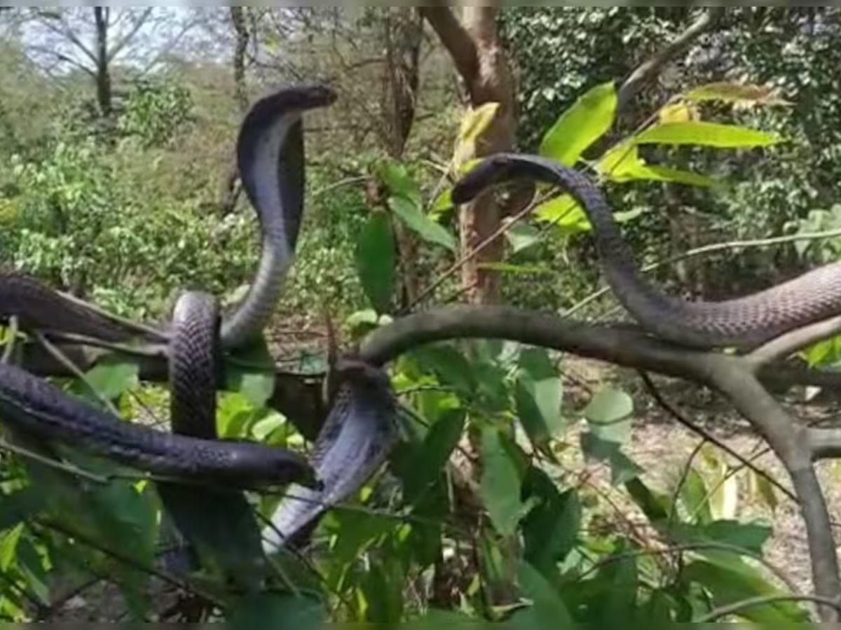 Wild life | Snakes And Sandalwood Trees | why Snakes live on sandalwood ...