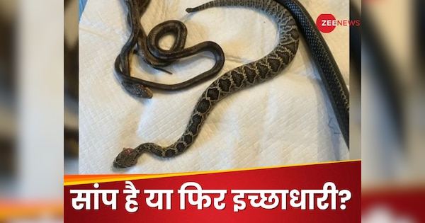 four foot long snake swallowed two small snakes one came out alive ...