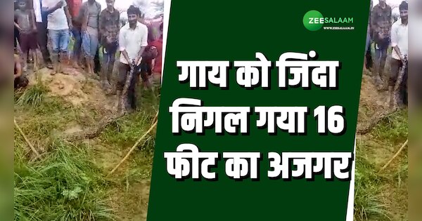 viral video of 16 feet python snake swallows cow alive in Agra