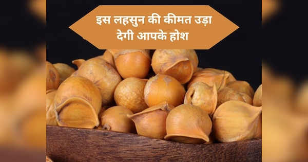 Kashmiri lehsun more powerful than normal garlic price very high know ...