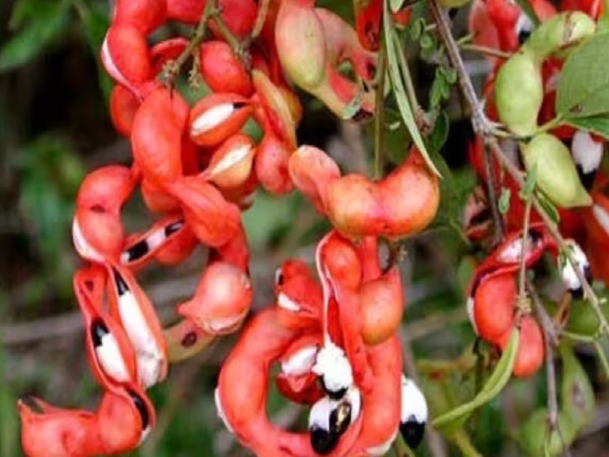 Jungle Jalebi Have you ever eaten Jungle Jalebi know benefits amazing ...