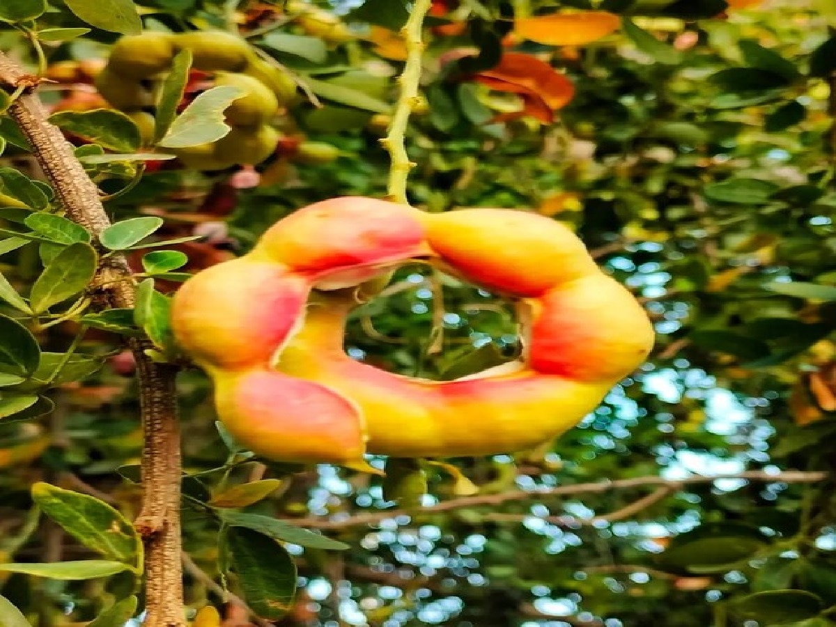 Jungle Jalebi Have you ever eaten Jungle Jalebi know benefits amazing ...