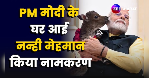 pm modi welcomes deepjyoti calf who born at pm house he shares a video ...