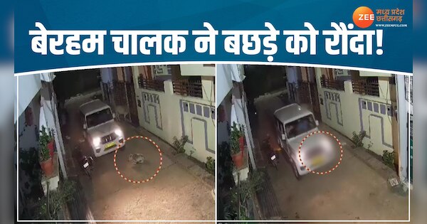 Horrific picture of animal cruelty in Satna calf crushed watch CCTV ...