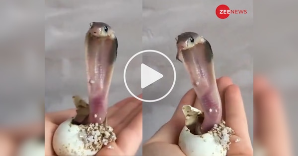 how king cobra born | when was the first king cobra born | how to born ...