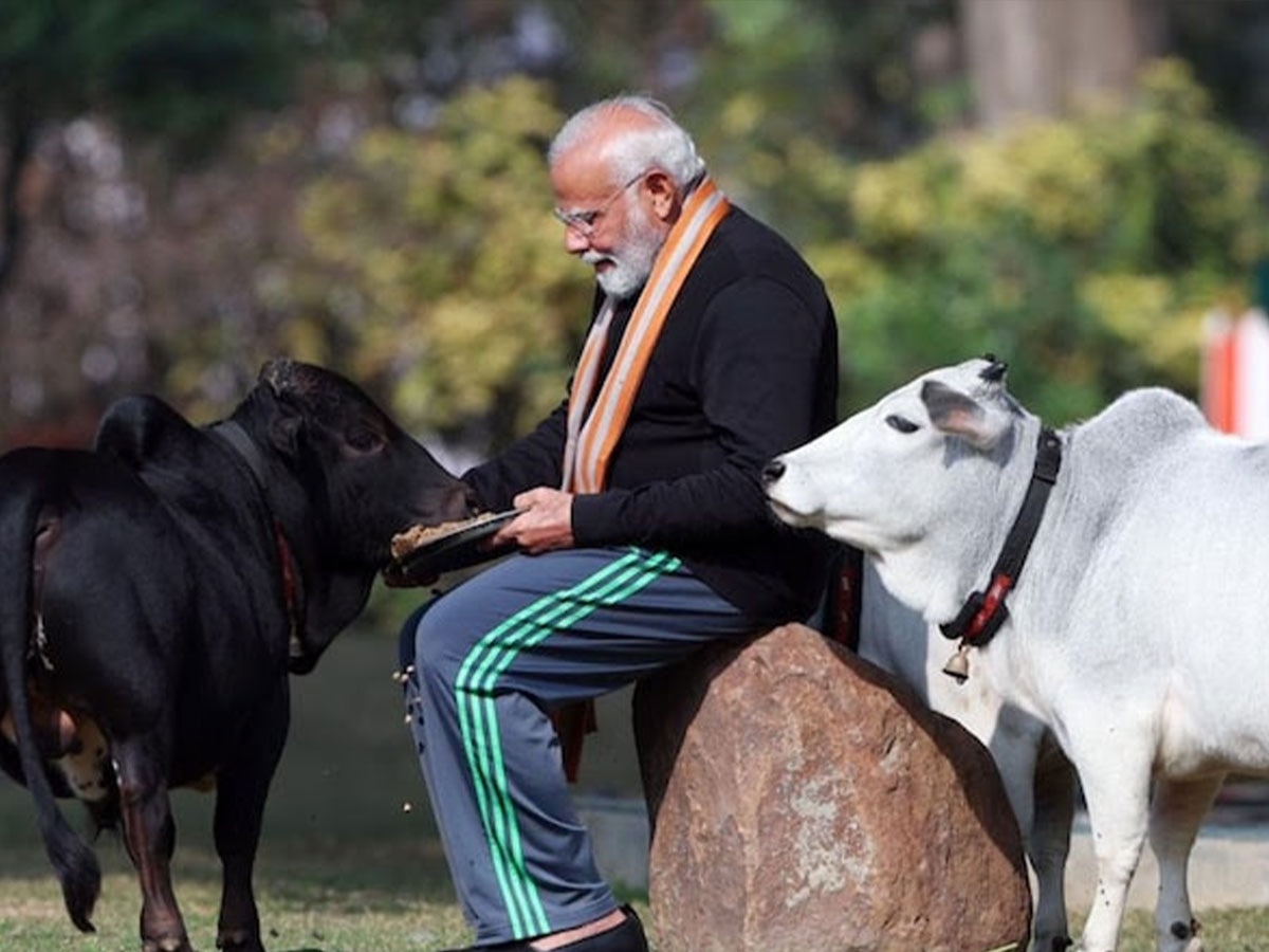 PM Modi photos viral with Punganur Cow before birthday know mini cows ...